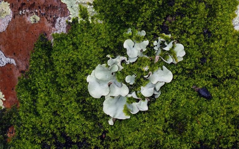 What Is a Lichen? Learn How These Organisms Thrive in Nature
