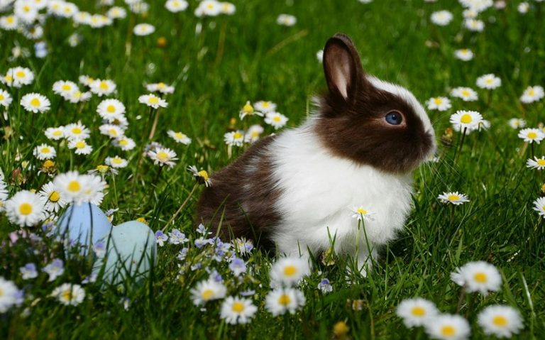 194 Adorable Boy Bunny Names for Pet Lovers